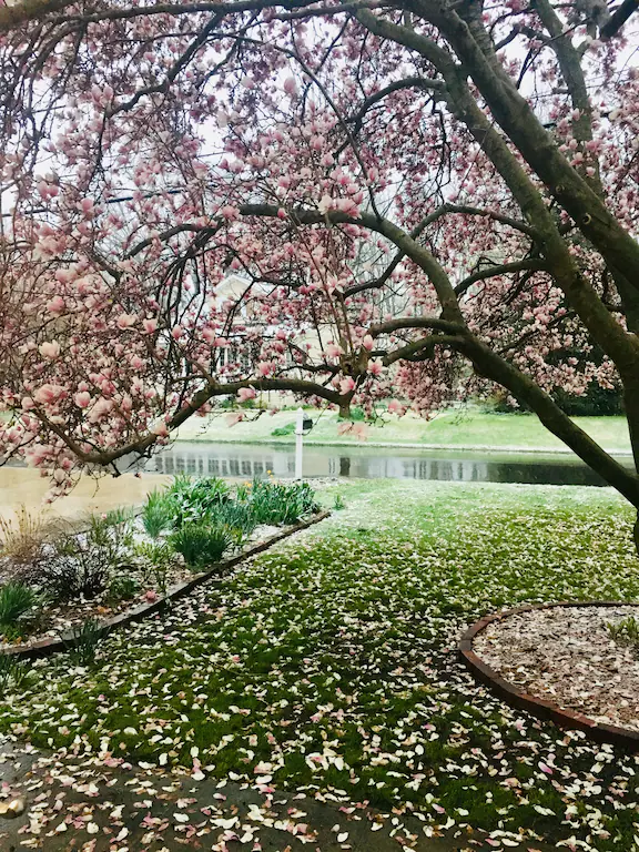 Apple Orchard – SRN Realty LLC | Home