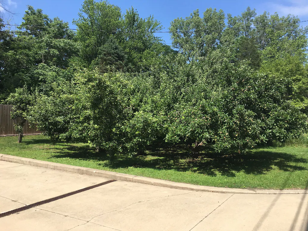 Apple Orchard – SRN Realty LLC | Home